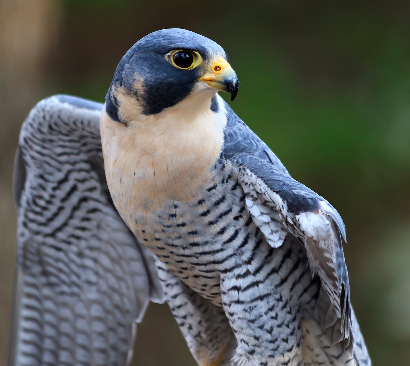 Peregrine Falcon: From Endangered Species to Urban Bird
